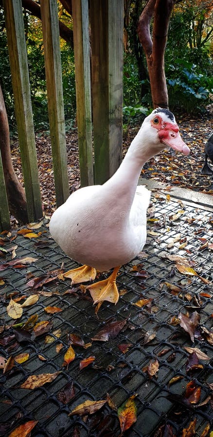 Curious white duck stock image. Image of cute, curious - 249295017