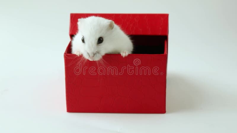 A Curious, White Hamster Opens the Lid of a Gift Box Stock Video ...