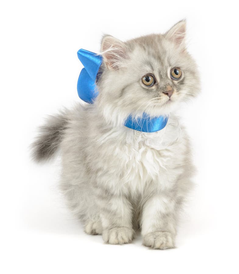 Curious White Kitten with Blue Ribbon Stock Photo - Image of british ...