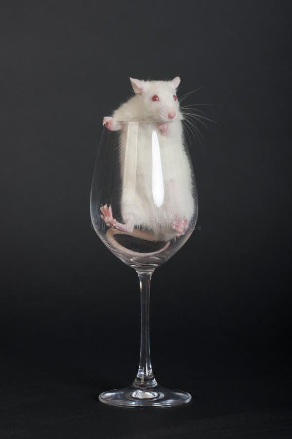 Rat in a wine-glass stock photo. Image of paws, keep, mouse - 6557820