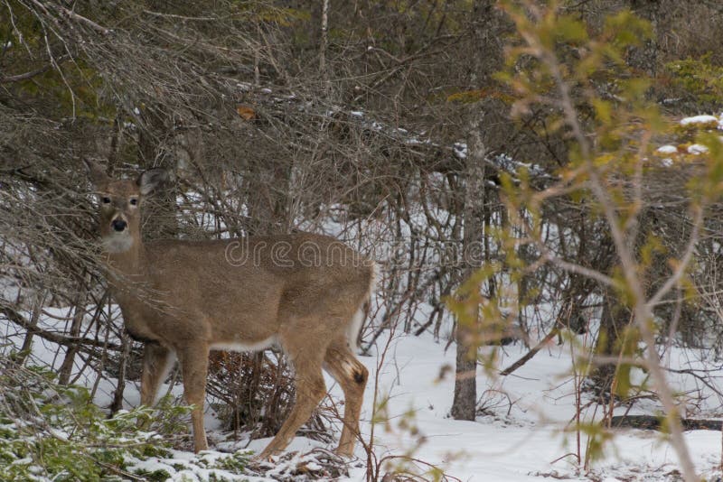 Cute White Tailed Deer Doe in Snow with Fawn Looking at You Stock Image ...