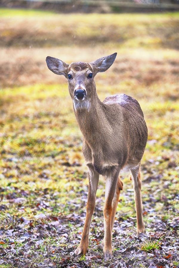 Curious White Tailed Deer Looking at the Camera Stock Photo - Image of ...