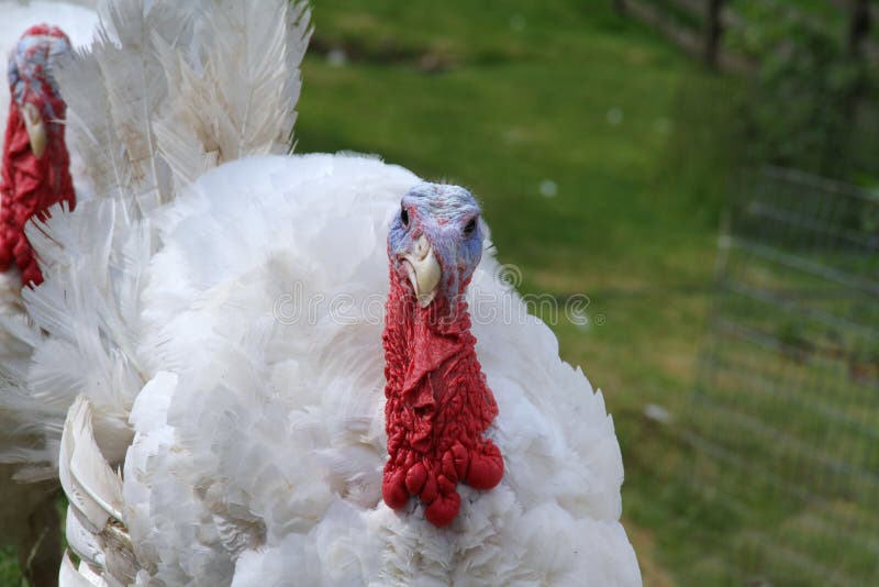 Curious White Turkey stock photo. Image of breed, nature - 71310764