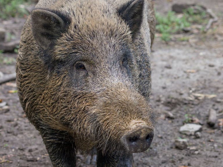 Curious Wild Boar (Sus Scrofa) Covered in Mud Staring into the Camera ...