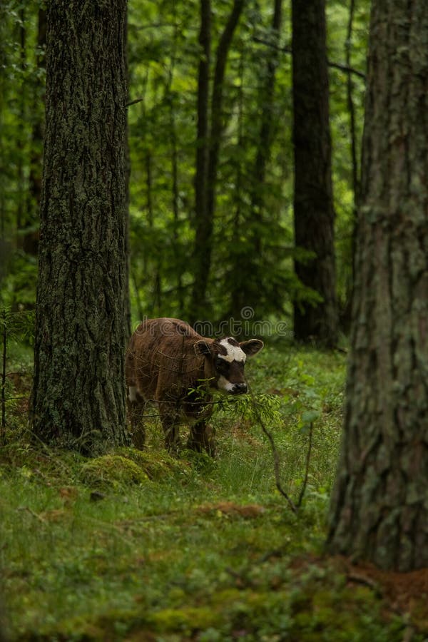 A Curious Wild Cows in a Forest. Mother Cows with Calf Stock Image ...