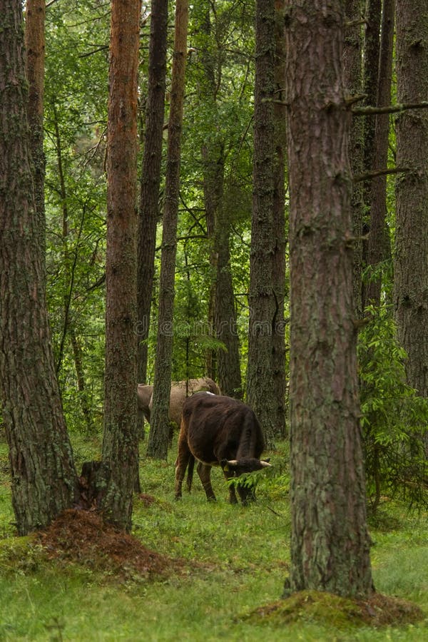A Curious Wild Cows in a Forest. Mother Cows with Calf Stock Photo ...