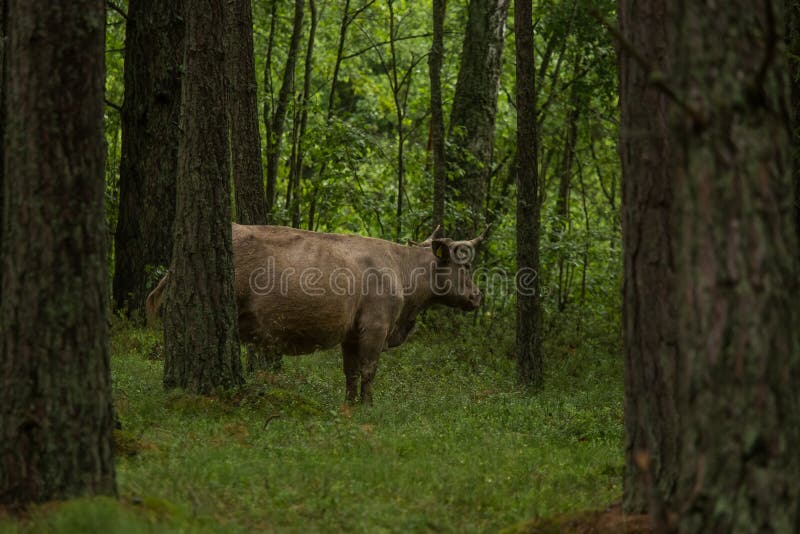 A Curious Wild Cows in a Forest. Mother Cows with Calf Stock Photo ...