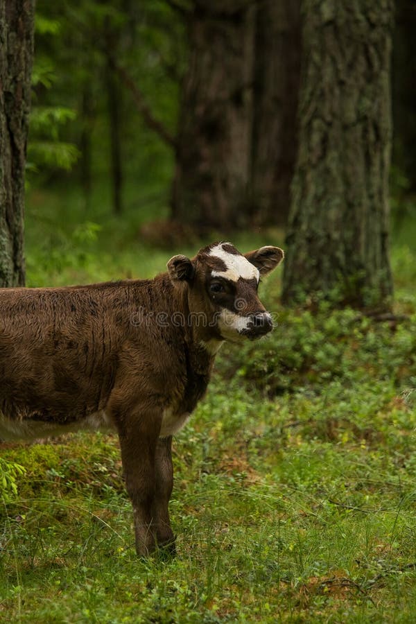 A Curious Wild Cows in a Forest. Mother Cows with Calf Stock Photo ...