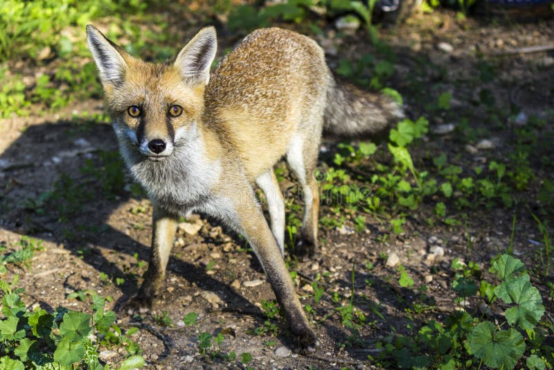Curious wild fox stock image. Image of mammal, hunting - 59764327
