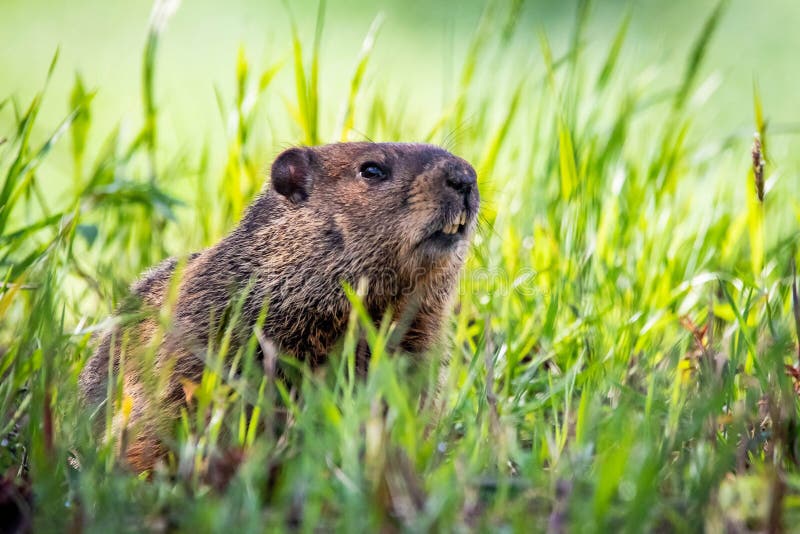 Curious Wild Groundhog on the Field Alone Stock Image - Image of rodent ...