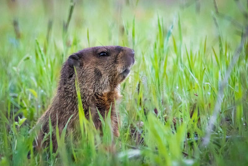 Curious Wild Groundhog on the Field Alone Stock Image - Image of marmot ...