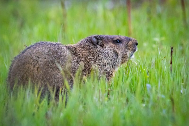 Curious Wild Groundhog on the Field Alone Stock Photo - Image of ...