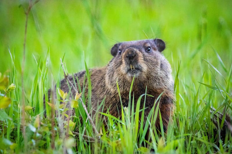 Curious Wild Groundhog on the Field Alone Stock Image - Image of spring ...