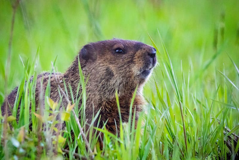 Curious Wild Groundhog on the Field Alone Stock Image - Image of ...