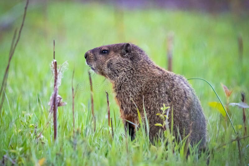 Curious Wild Groundhog on the Field Alone Stock Image - Image of nature ...