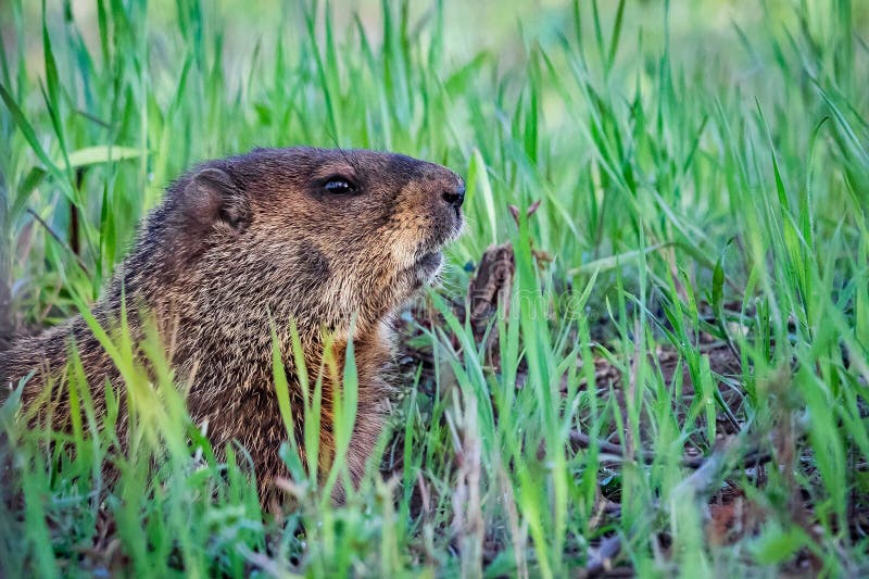 Curious Wild Groundhog on the Field Alone Stock Image - Image of field ...