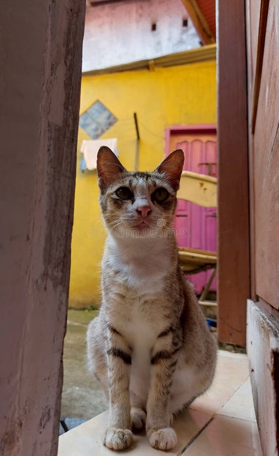 Curious Wildcat Starring at Human Stock Photo - Image of carnivore ...
