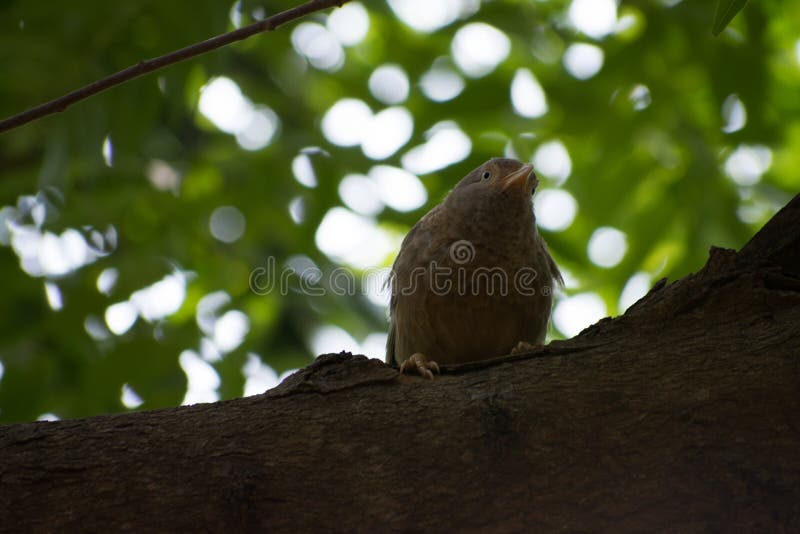 Curious bird stock image. Image of kilinochchi, birds - 135571021