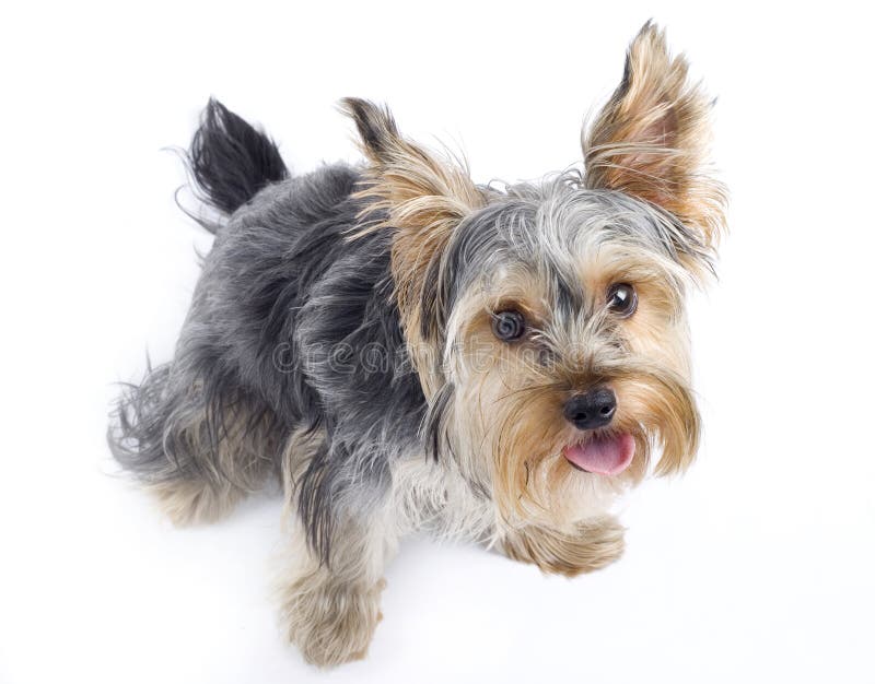 Curious Yorkshire terrier stock photo. Image of shot - 10729938