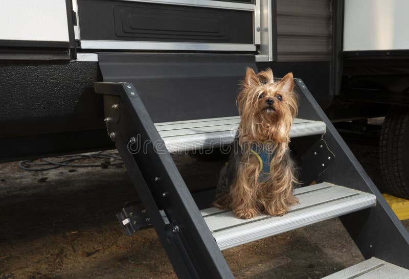 Curious Yorkshire Terrier on RV Steps Stock Image - Image of head ...