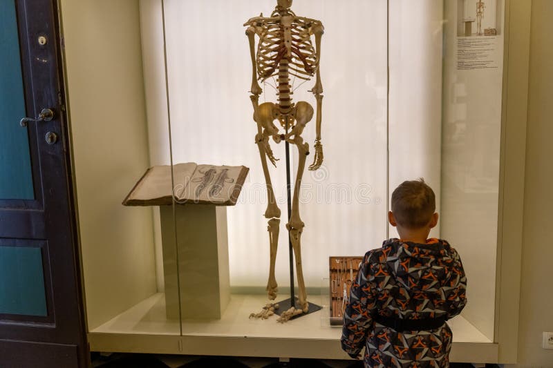 Curious Young Boy in Patterned Jacket Observes Human Skeleton Exhibit ...