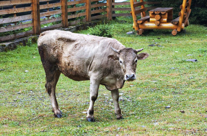 Curious young bull stock photo. Image of standing, farm - 65960178