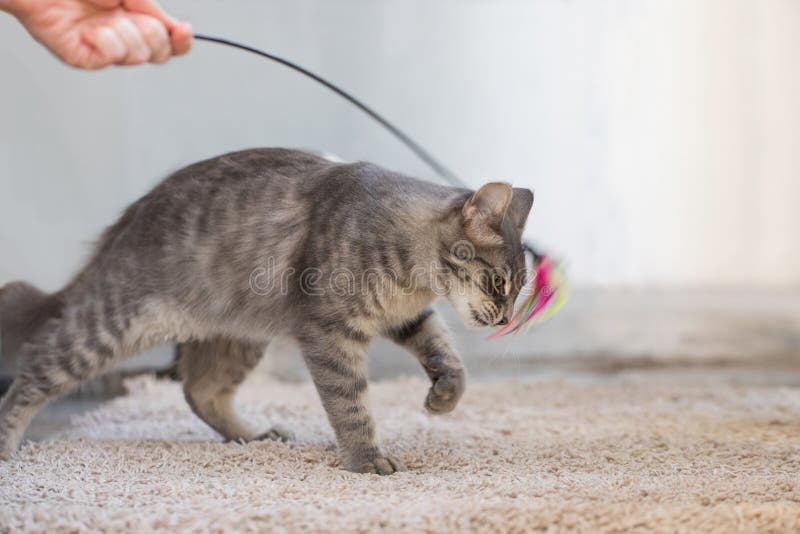 Curious Young Cat Playing Indoor with His Owner at Home Stock Photo ...
