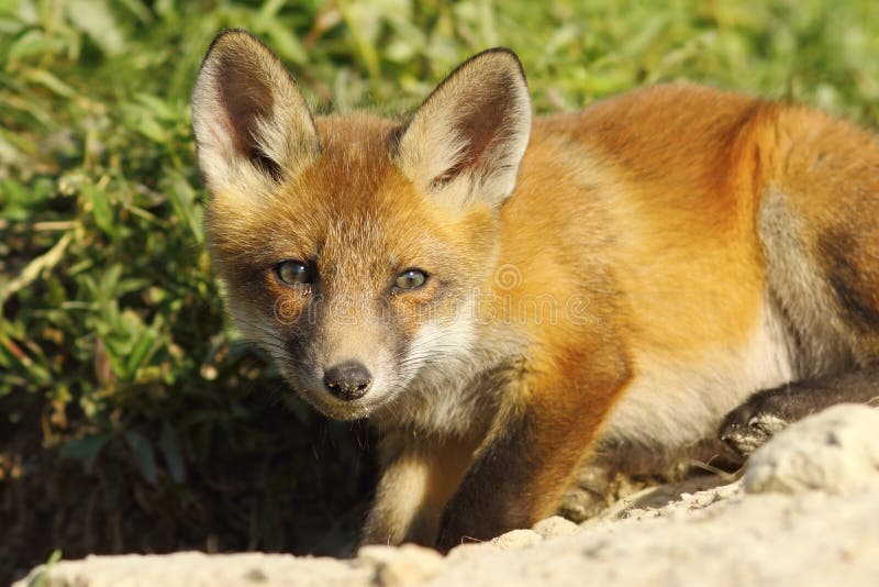 Curious Young Fox Looking at the Camera Stock Image - Image of looking ...