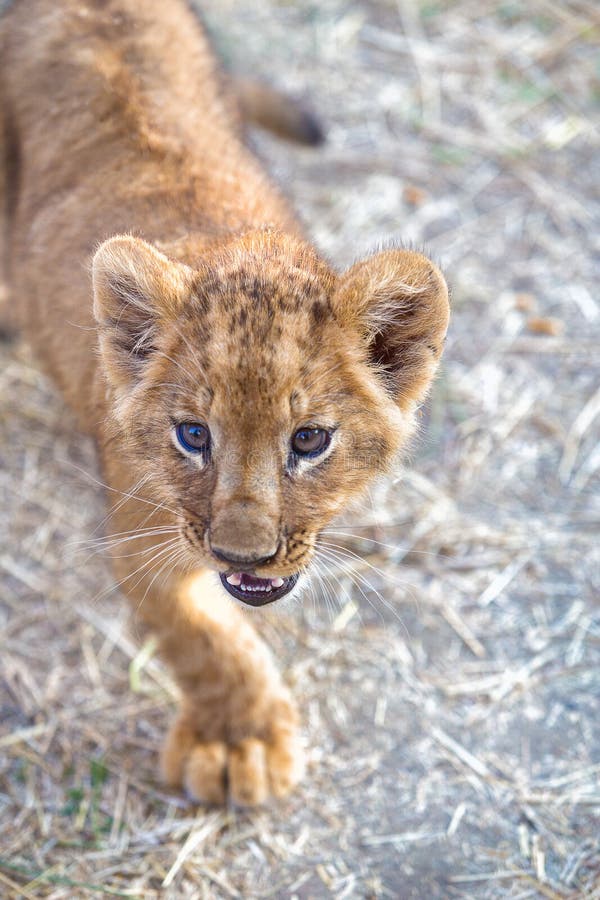 Curious young lion stock photo. Image of national, heart - 59053372