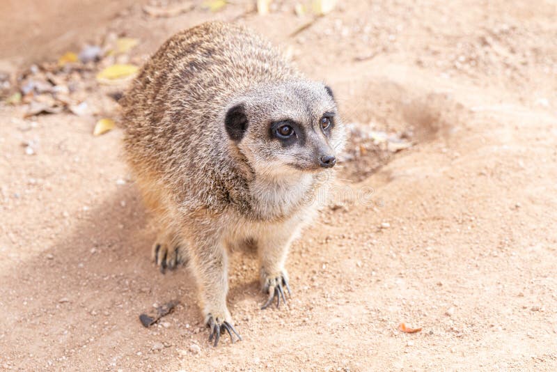 Young Meerkat is Curious and Playful on a Sunny Day Stock Photo - Image ...