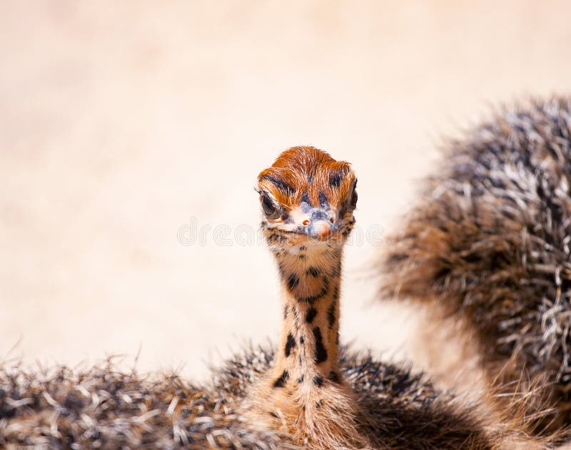 Curious Young Ostrich on the Farm Stock Photo - Image of national ...