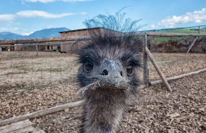 Curious young Ostrich stock photo. Image of fauna, ostrich - 74245788
