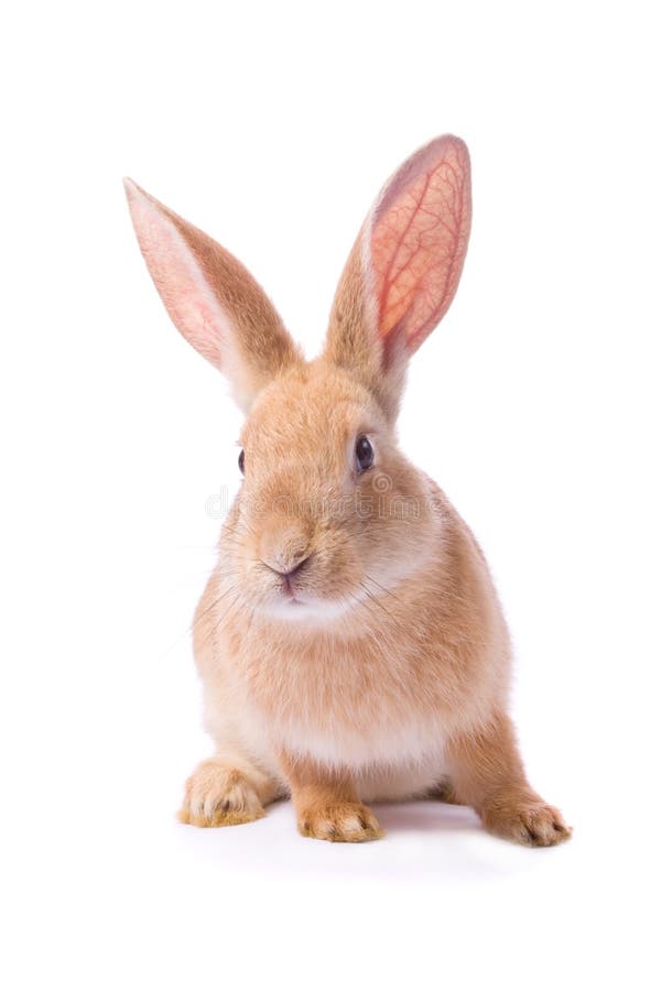 Rabbit with Questioning Face Stock Photo - Image of fleecy, lagomorphs ...