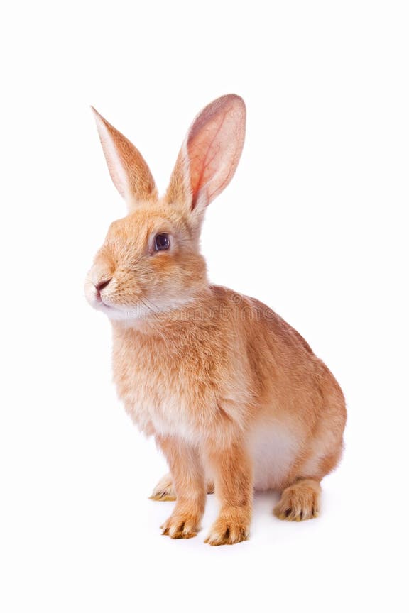 Curious Young Red Rabbit Isolated Stock Photo - Image of bunny, cutout ...