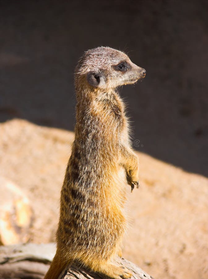 Free Animals (Wildlife) pictures, photos & images - Royalty-Free and ...