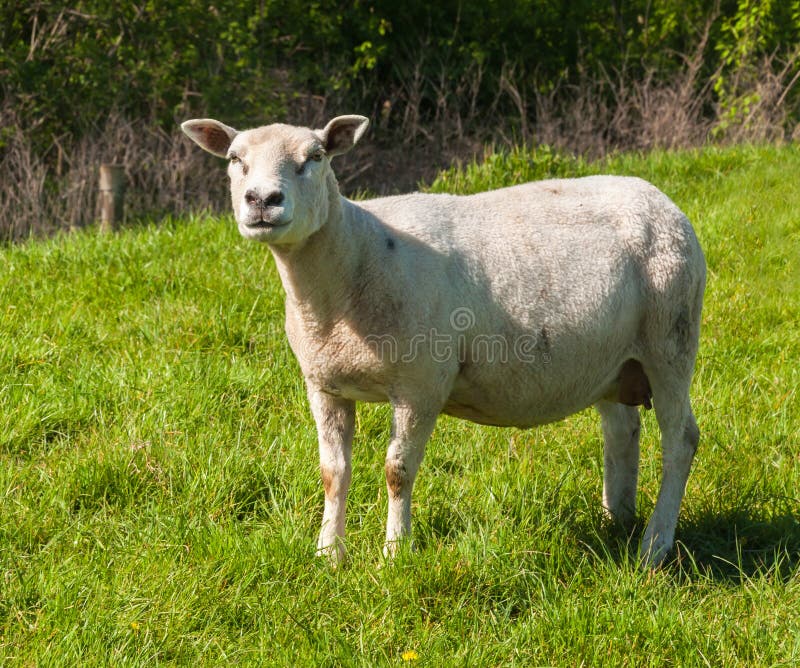 Female Sheep with Her Young Lamb, Facing Forward in Green Meadow. the ...