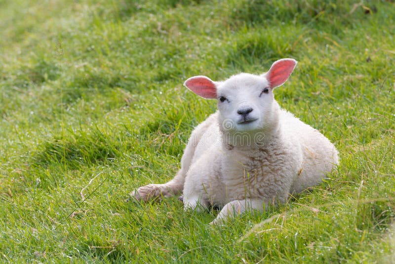 Cute lamb stock image. Image of agriculture, agricultural - 18941197