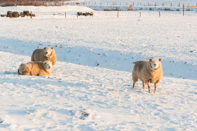 Sheep in the snow stock photo. Image of landscape, dutch - 30019930