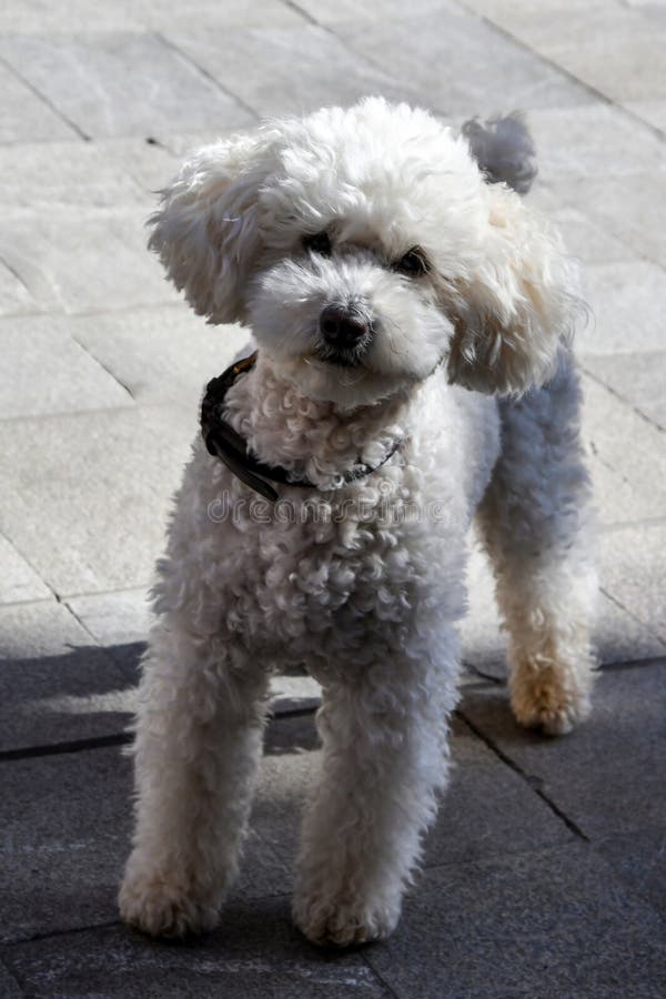 Cute white poodle puppy stock photo. Image of full, puppy - 310085888