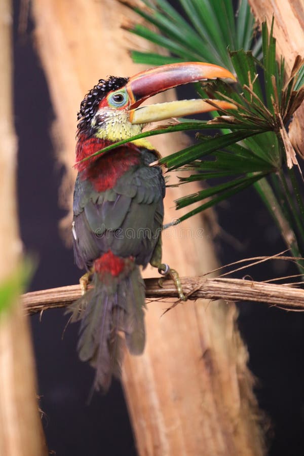 Curl-crested aracari stock image. Image of open, curl - 97405011