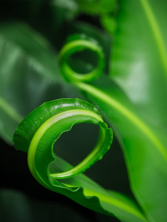 Lemon Cucumber stock photo. Image of dieting, health, vegetarian - 5991944