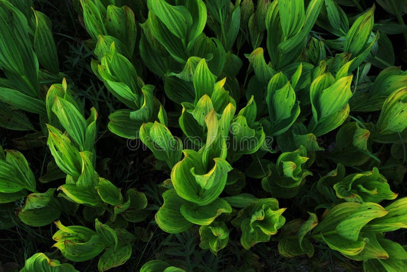 Curl green leave stock image. Image of lush, curl, line - 21227405