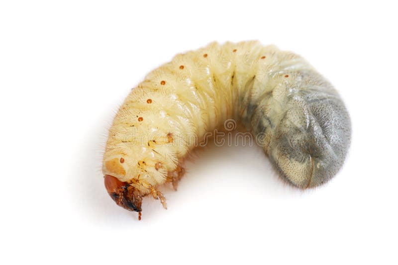 Curl Grub on White Background Stock Image - Image of gardengrub, larva ...