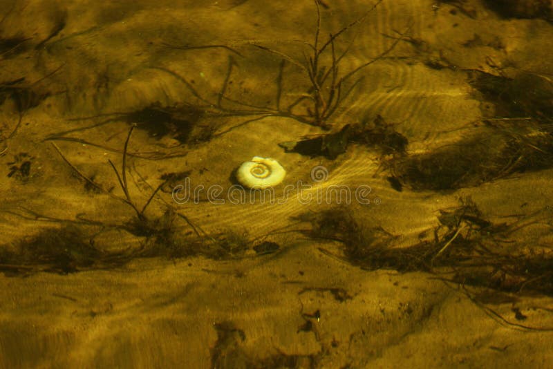The Curl of a Snail at the Bottom, Under a Layer of Water Stock Photo ...
