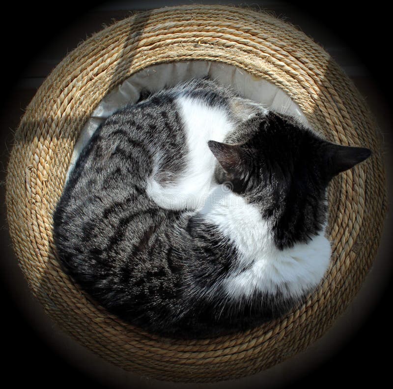 Curled cat stock photo. Image of furry, circle, curled - 50702618