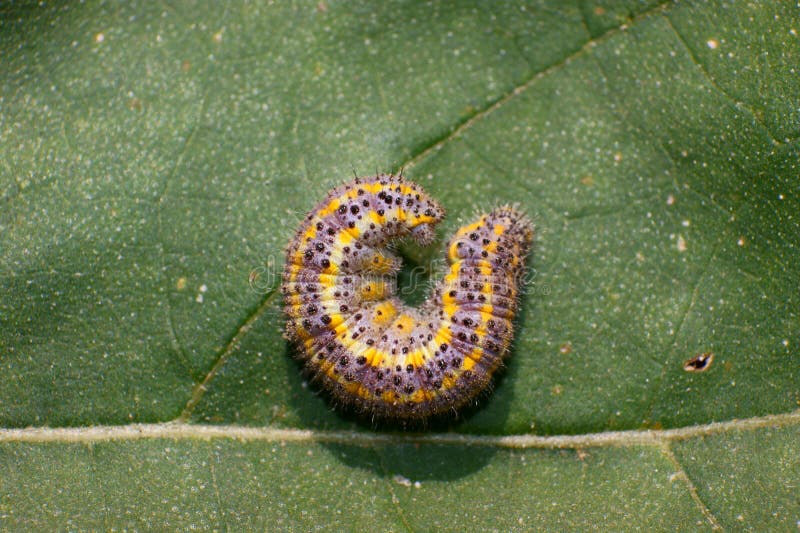 Curled caterpillar stock image. Image of forestry, field - 22693727