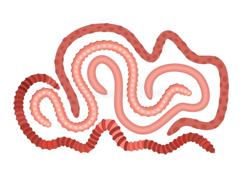 Set of Curled Earthworms. Compost Earthworms Illustration. Terrestrial ...