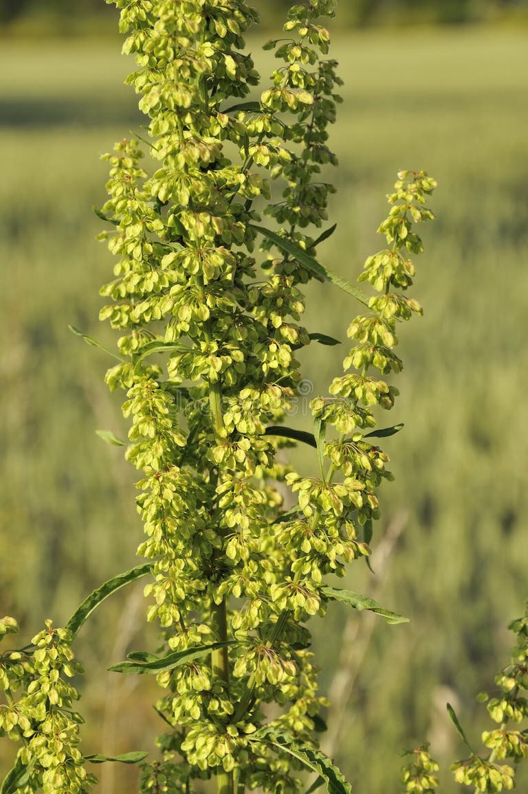 156 Rumex Crispus Roots Stock Photos - Free & Royalty-Free Stock Photos ...