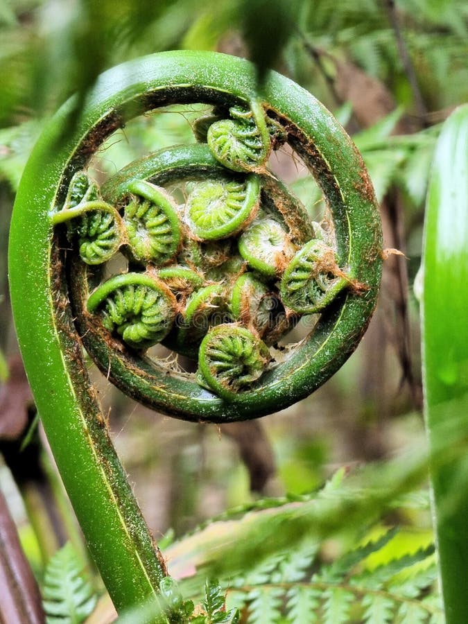 A Curled Fern Leaf Uncurling As it Grows Stock Image - Image of ...