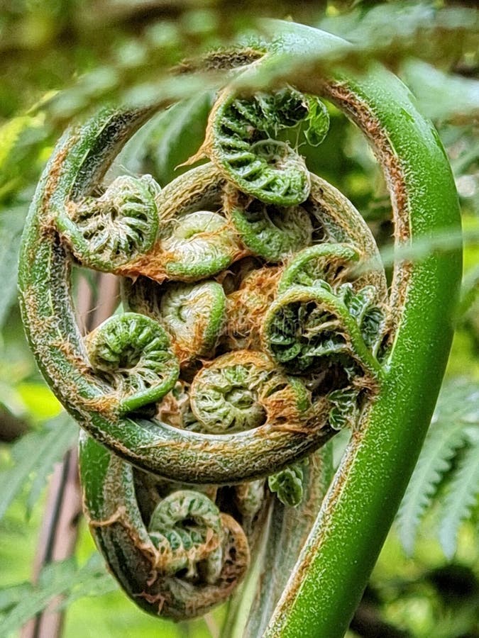 A Curled Fern Leaf Uncurling As it Grows Stock Image - Image of ...